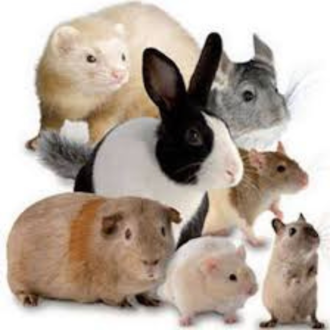 Hamsters, Guinea Pigs, Rabbits & Ferrets – Solutions For Your Pets